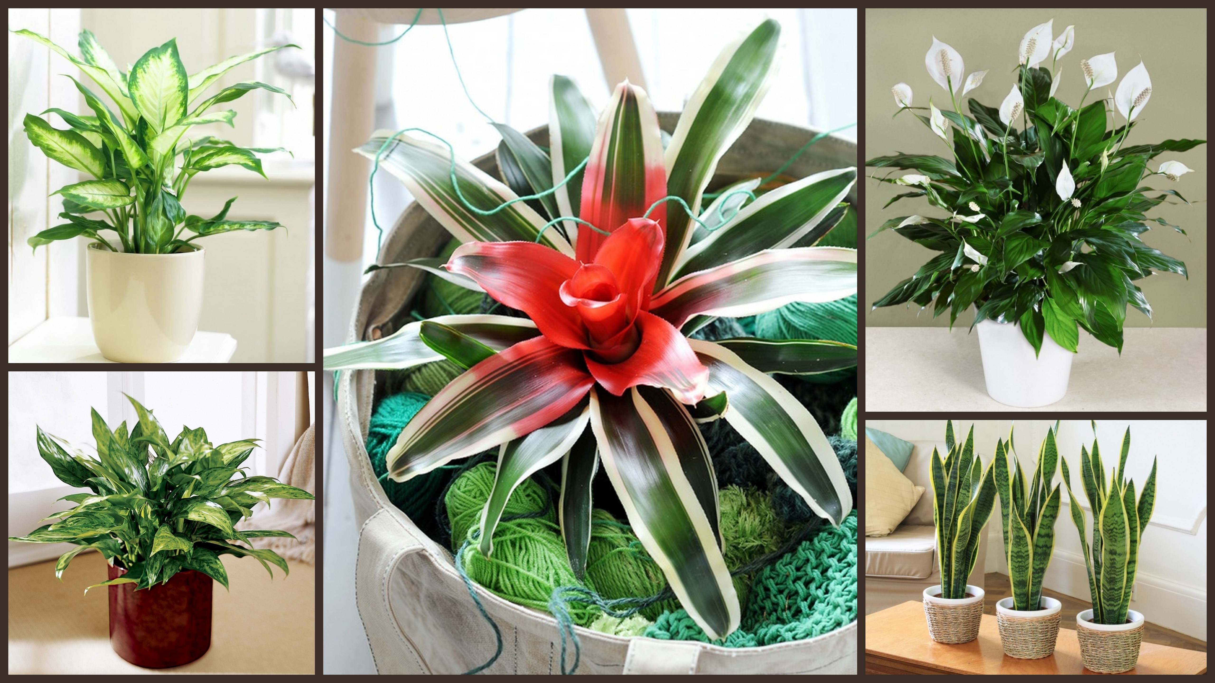 12 istabas augi, kas spēj izdzīvot pat vistumšākajā stūrī