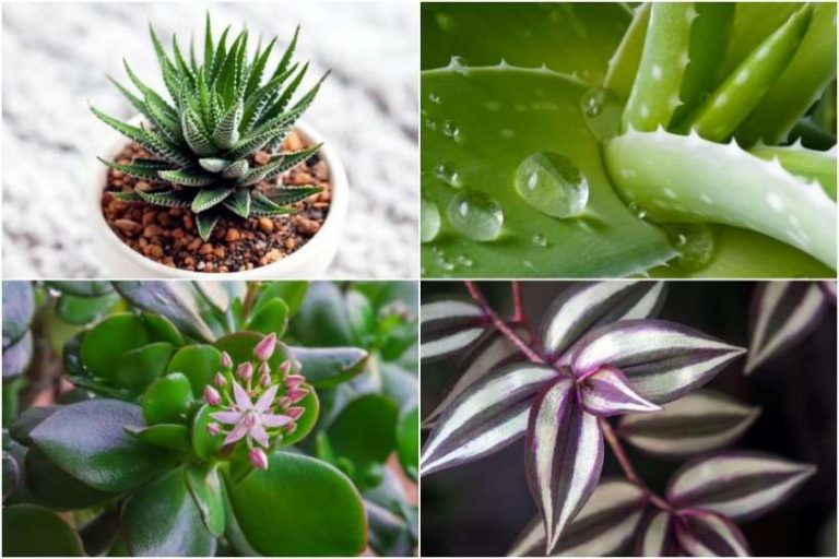 12 istabas augi, kas spēj izdzīvot pat vistumšākajā stūrī